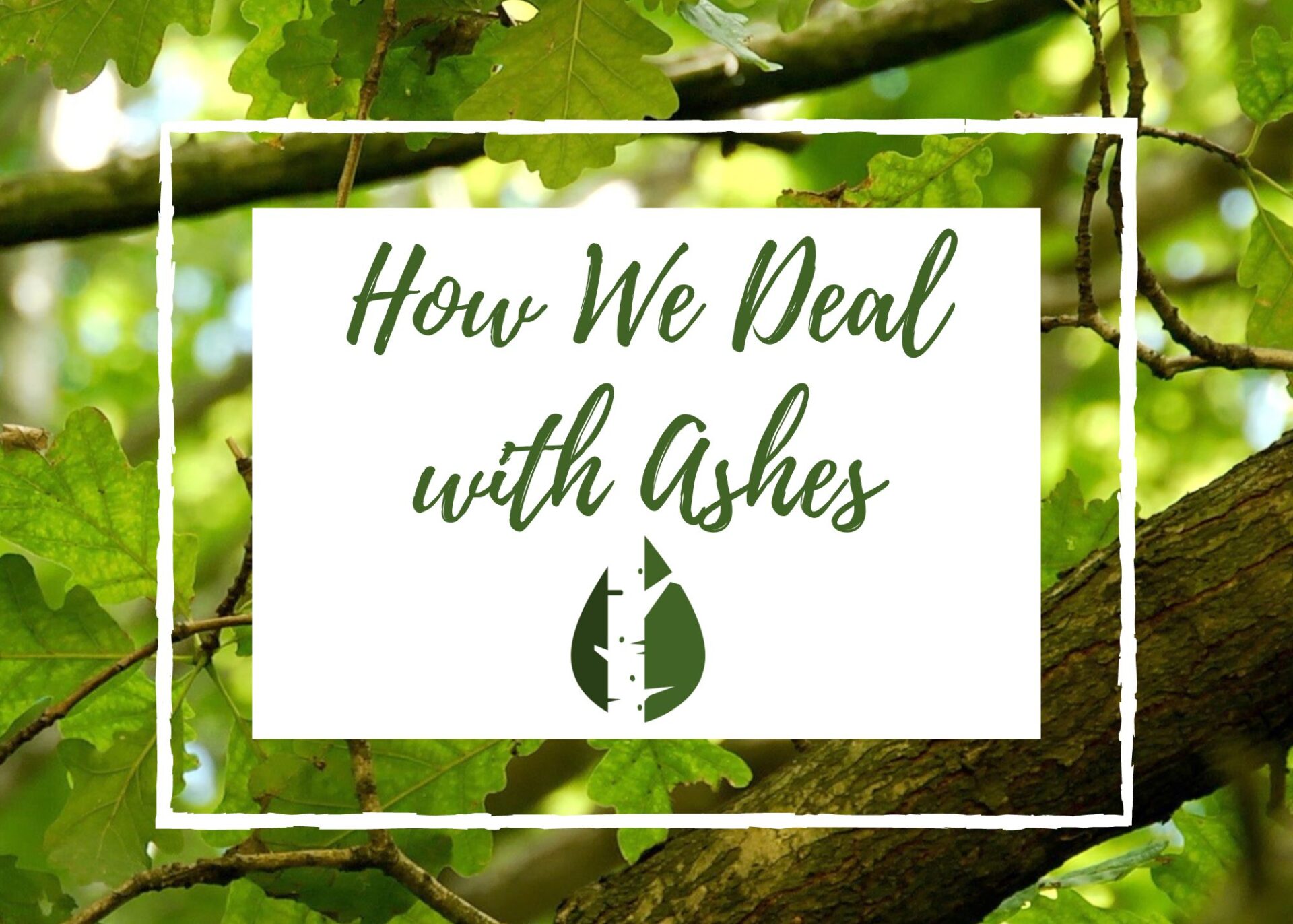 How We Deal with Ashes | The Woodland Burial Company